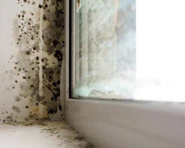Mold Remediation Miami